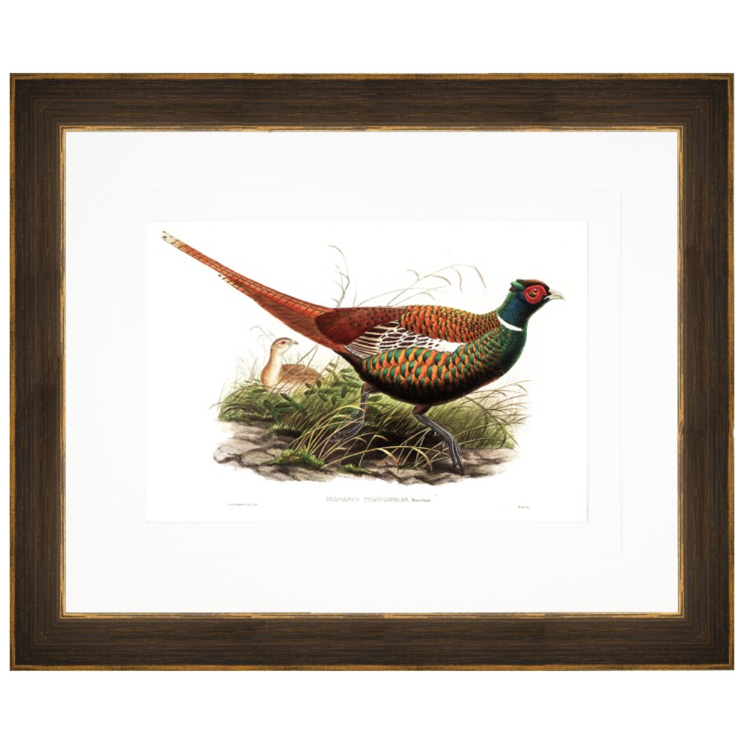 Gould Gamebirds, 36 – Stanton Home Furnishings